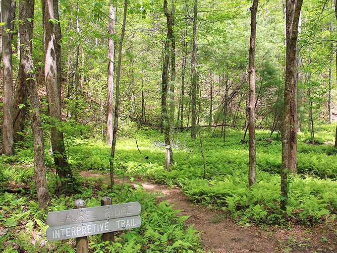 Nature's carpet of ferns guides the way along Laurel Ridge Trail. The wooden sign points to adventures that don't require WiFi or batteries.
