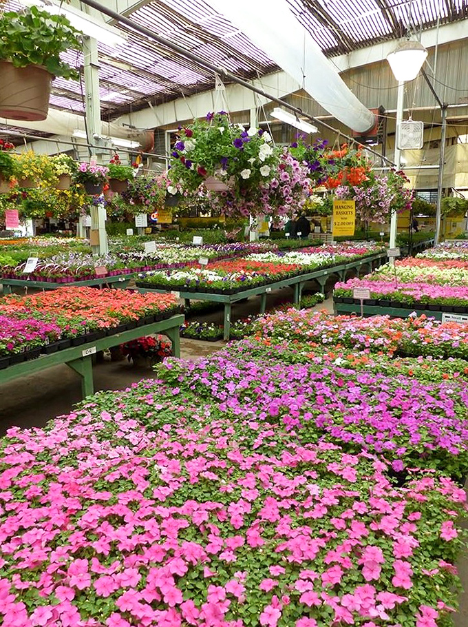 A riot of color for green thumbs. Leighty's Farm Market offers a dazzling array of flowers and plants to brighten Pennsylvania gardens.