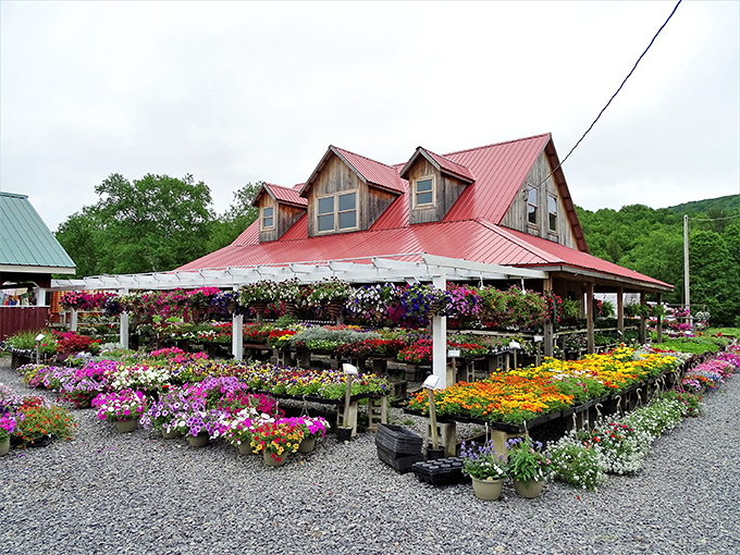 Leister's Farm Market explodes with so much floral color it looks like Mother Nature decided to throw a particularly enthusiastic garden party.