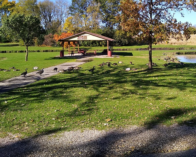 Even the geese at Lincoln Park seem to understand they've found an affordable paradise, gathering beneath picnic shelters as if discussing the reasonable cost of living.