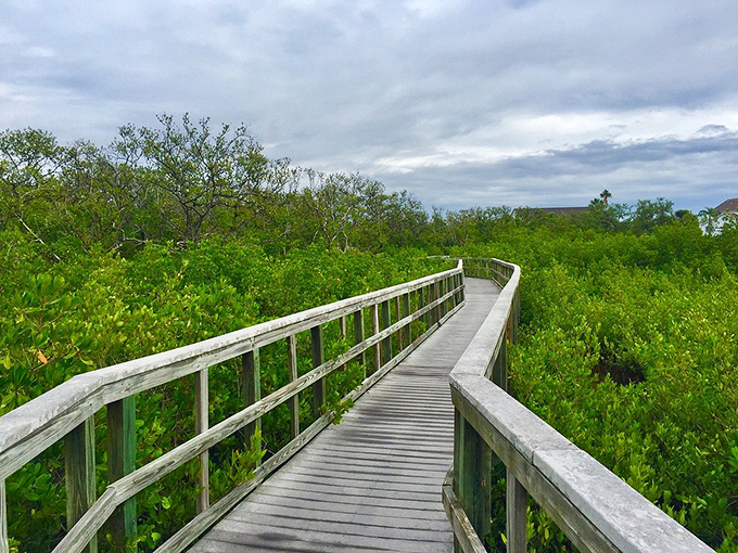 Mangrove tunnels offer nature's own cathedral experience, complete with wildlife congregation and peaceful reflection.