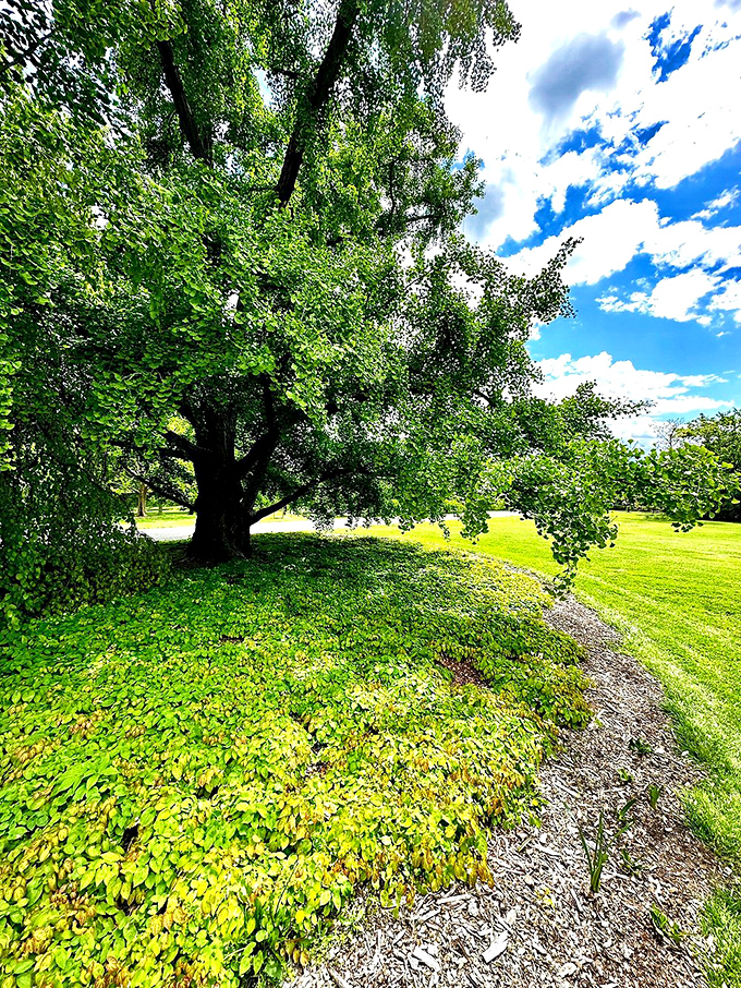The grandfather tree holding court on its grassy throne. Those roots have stories that would put your family drama to shame.