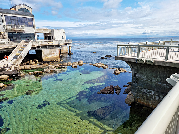 The Monterey Bay Aquarium's crystal waters reveal California's underwater neighborhood, where kelp forests sway like nature's high-rises.