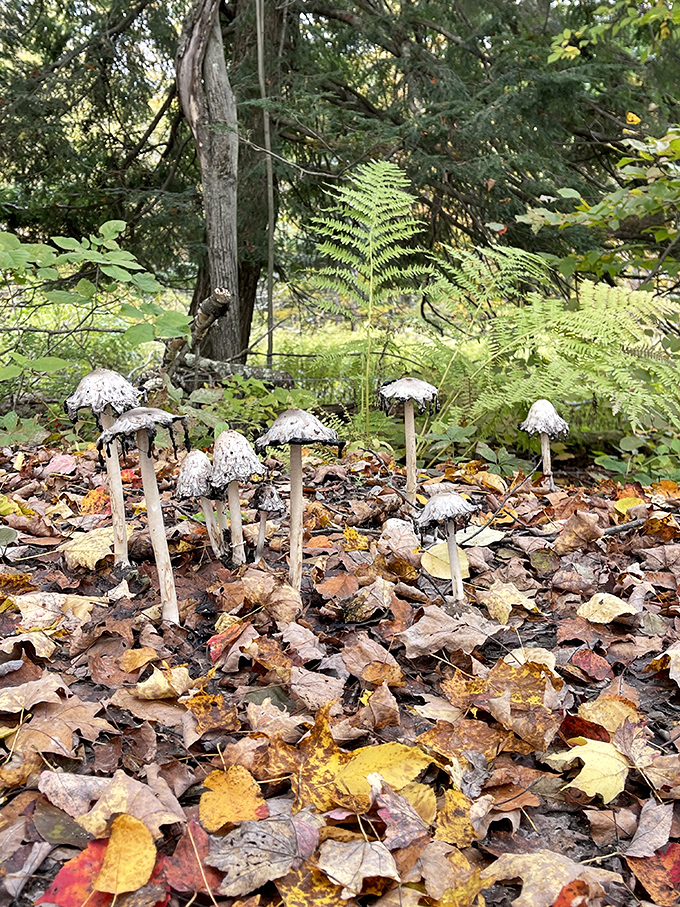 Nature's tiny umbrellas pop up after rainfall, a mushroom gathering that looks like a miniature neighborhood of fairy homes in the autumn leaves.