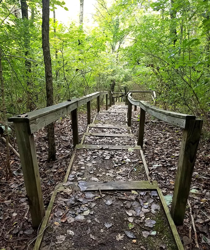 Wooden boardwalks protect delicate ecosystems while keeping your shoes mud-free. Engineering and environmentalism in perfect harmony.