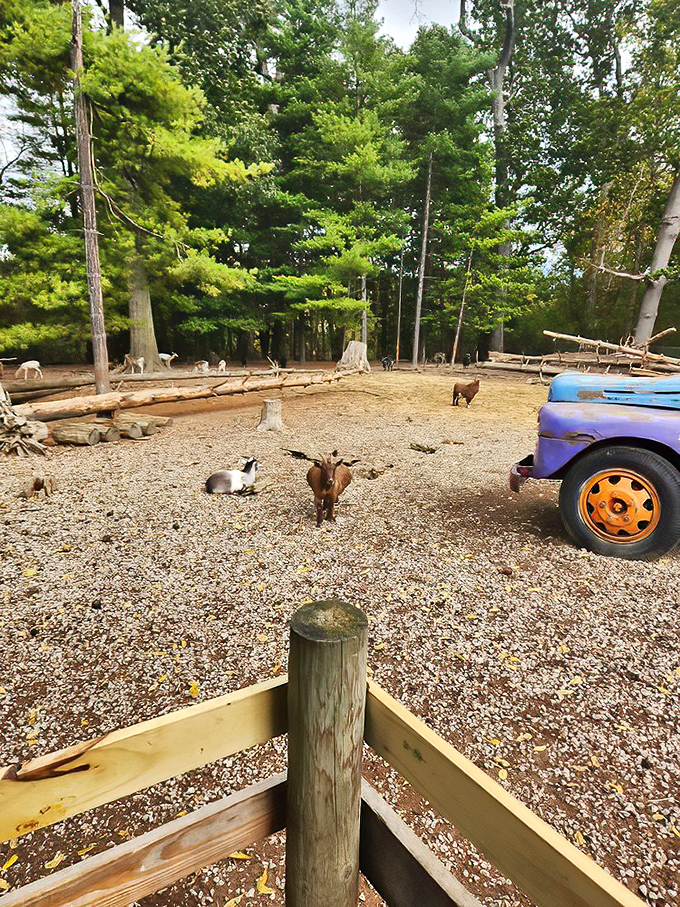 Even the goats outside seem to know they're living next to Ohio's comfort food headquarters.