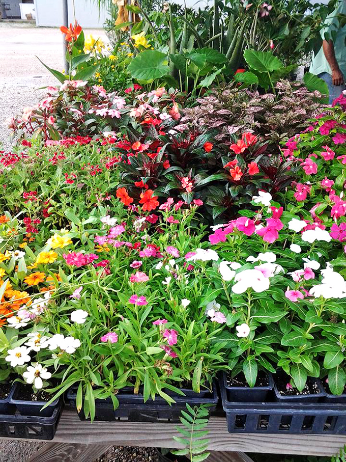 Nature's color palette on display! These vibrant blooms bring instant curb appeal without the wait—instant gardening gratification.