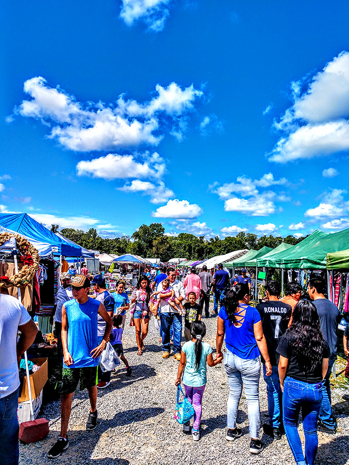 Weekend warriors navigate the gravel pathways between outdoor vendor tents. The market transforms into a small village of possibility.