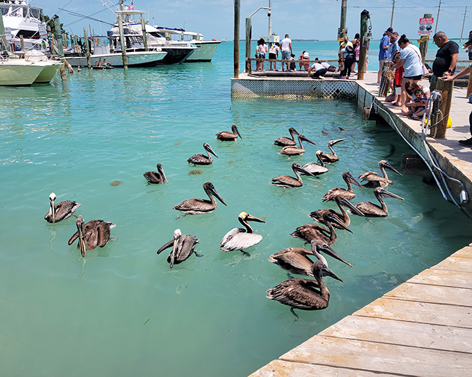 Pelicans gather for their daily meeting, discussing fish stocks and plotting dive strategies with surprising organizational skills.