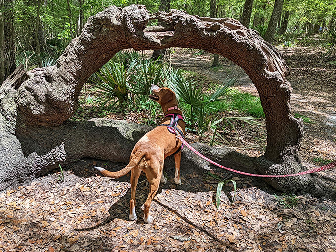 "I'm pretty sure this is what they mean by 'dog-friendly trail.'" Even four-legged explorers appreciate the natural wonders of Gilchrist's forest paths.