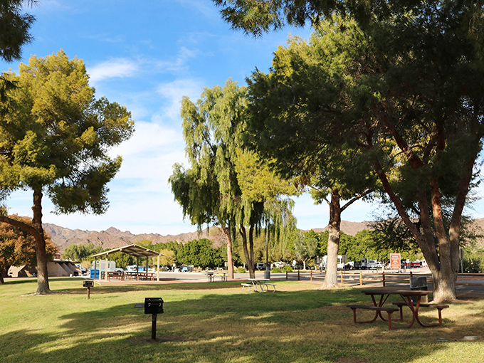 Picnic perfection under desert sentinels – these trees have provided shade for generations of hungry adventurers.