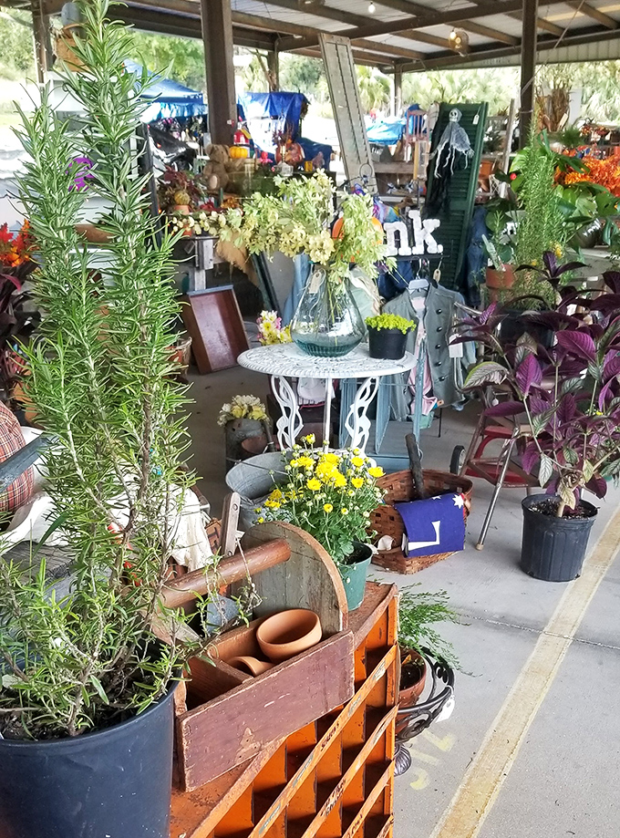 A jungle of potted possibilities&mdash;plants waiting to transform patios and windowsills into personal Edens for green-thumbed shoppers.