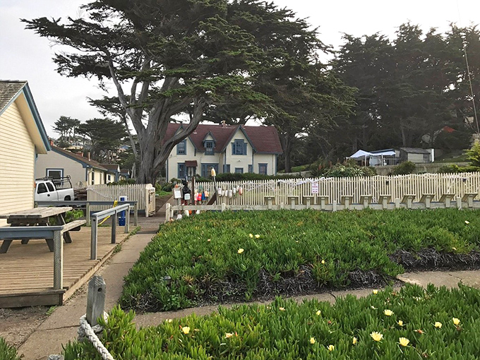 The lighthouse keeper's garden blooms with coastal resilience, proving that beauty thrives even in the salt-sprayed edges of our world.
