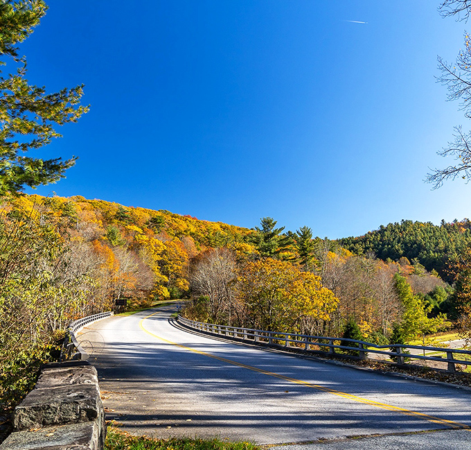 Roads that deserve their own Instagram account. The Blue Ridge Parkway curves through autumn foliage like a ribbon through a perfectly wrapped gift.