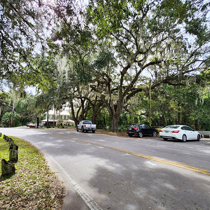 Ancient oaks draped in Spanish moss form nature's cathedral along this enchanting country roadway.