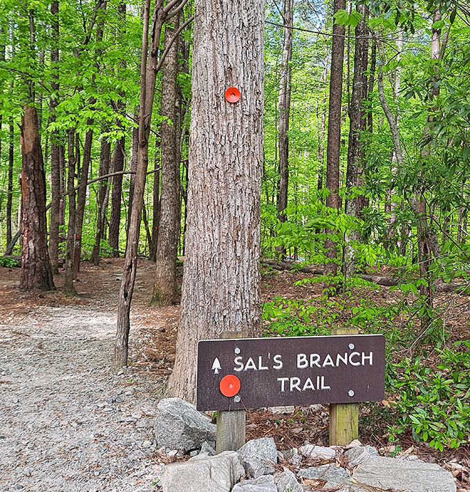 Sal's Branch Trail offers the perfect starter hike&mdash;like ordering the sampler platter when you can't decide which Umstead experience to try first.