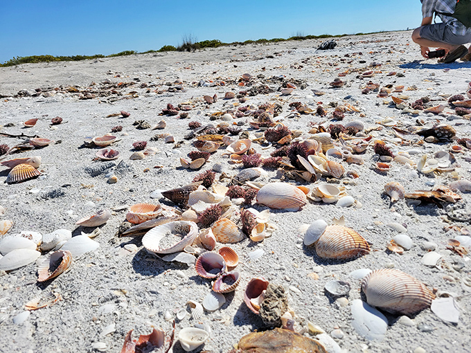 Shell collectors' dreams materialize on Cayo Costa's shores. Nature's jewelry box spills open with each gentle wave.