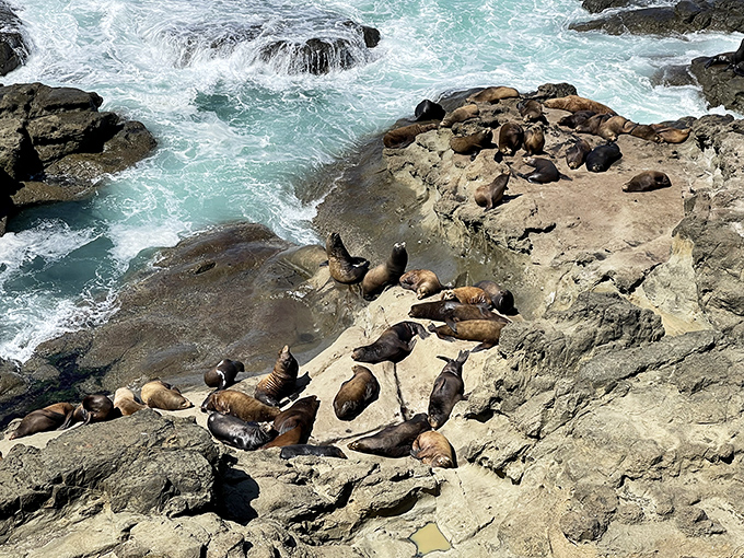Sea lion social hour: where lounging on rocks and occasional barking constitutes a full day's agenda. I should be so lucky.