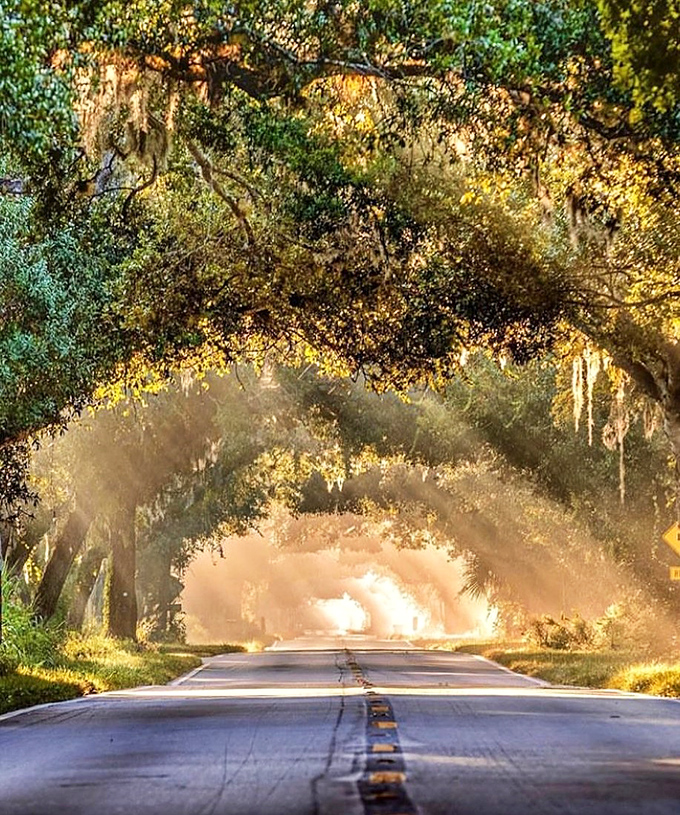 The perfect blend of sunshine and shade. Florida's characteristic light creates a natural spotlight on this remarkable preserved corridor.
