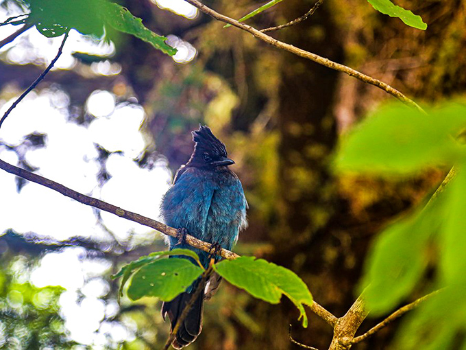 This Steller's Jay, the forest's resident town crier, has probably been gossiping about tourists since before your grandparents were born.