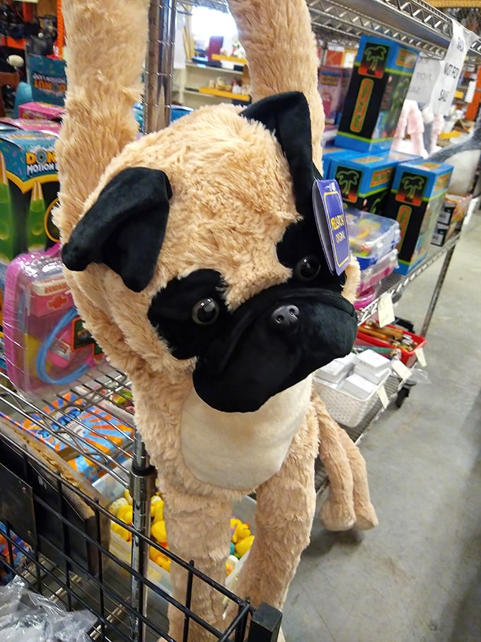 Even stuffed animals get a second chance! This plush pug looks ready for cuddles, proving everything deserves another opportunity to be loved.