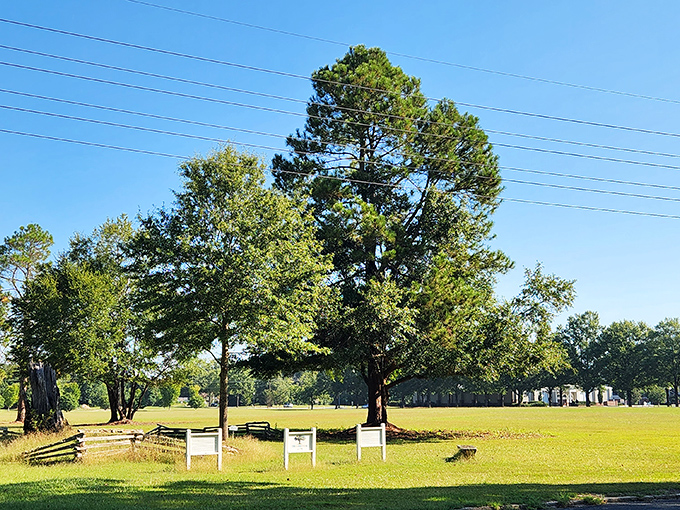 The magnificent Camden Oak has witnessed generations of town history, offering shade and perspective that money simply cannot buy.
