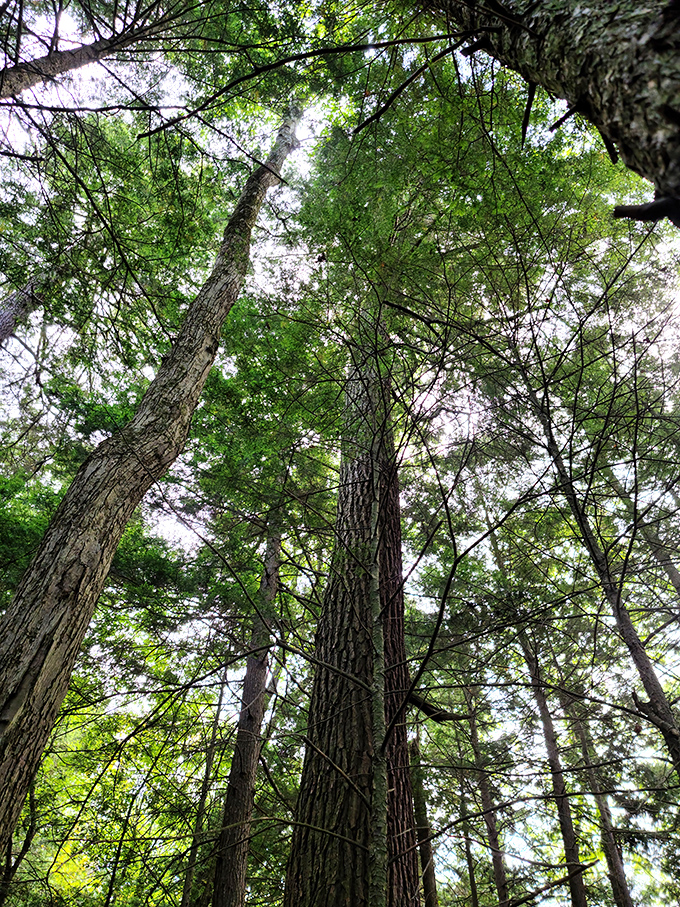 Looking up at these ancient sentinels gives you instant perspective&mdash;your problems seem smaller when standing beneath trees that remember the Civil War.