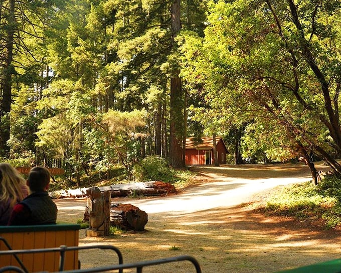 Dappled sunlight filters through the redwood canopy, creating a golden pathway through the forest that feels almost magical in its tranquility.