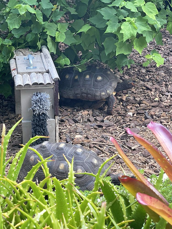 Slow and steady residents who've turned leisurely living into an art form worth admiring.