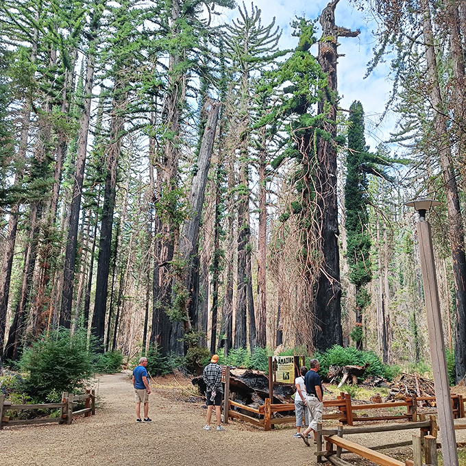 Fire-scarred but standing strong, these redwoods demonstrate nature's extraordinary resilience. Visitors gather to witness the forest's remarkable comeback story unfolding in real time.