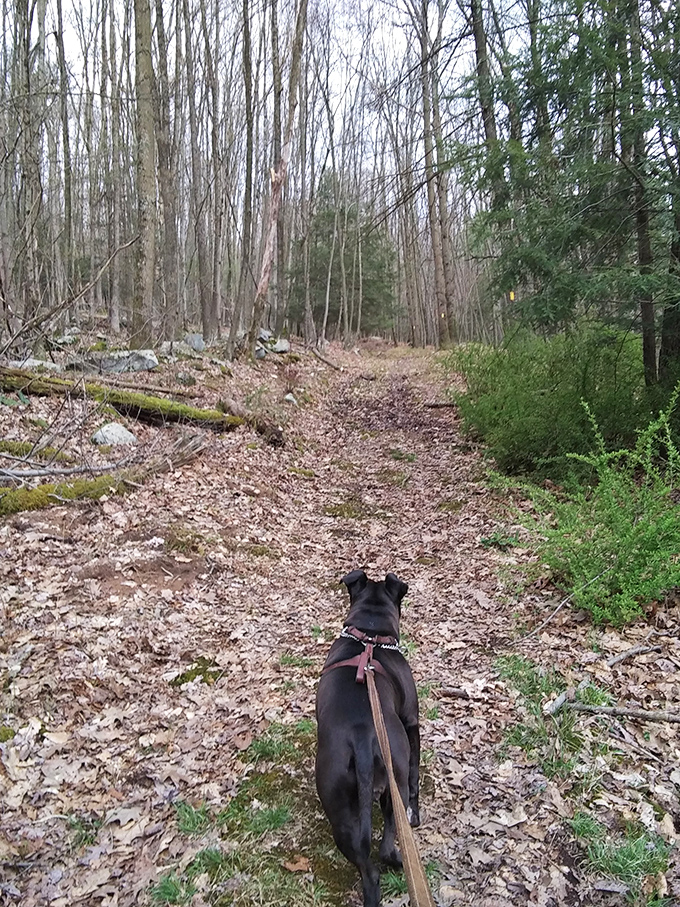 Following your four-legged hiking companion down leaf-strewn trails might be the purest form of joy Pennsylvania has to offer.