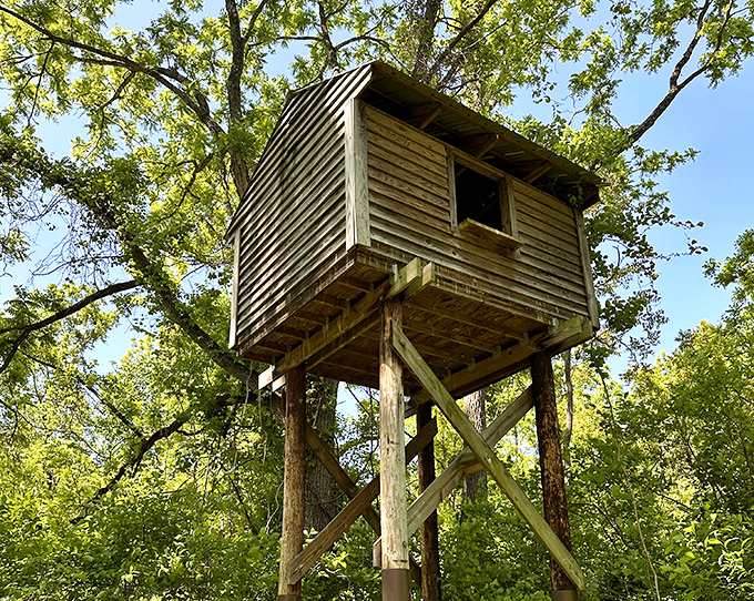 This observation tower isn't just for park rangers. It's where bird enthusiasts gather to spot that elusive warbler on their life list.