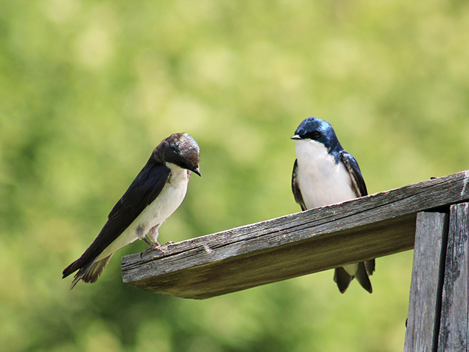 Tree Swallows engage in what appears to be serious bird conversation. "The insects were flying much lower in my day," says the one on the right.
