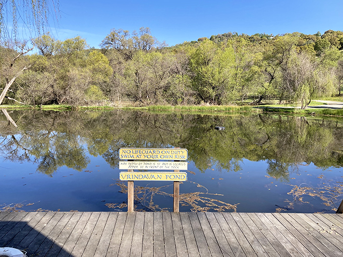
Vrindavan Pond's glassy surface perfectly mirrors the surrounding trees, creating a double dose of serenity with a side of "swim at your own risk."