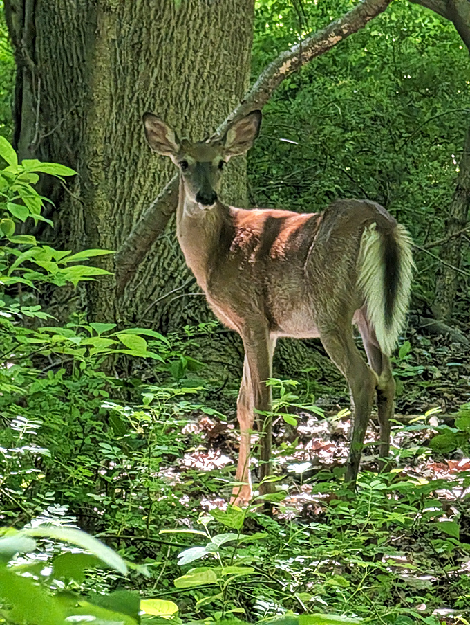 "Did someone say photo op?" Wildlife encounters at Erie Bluffs happen on nature's terms&mdash;respectful distance required, wonder guaranteed.