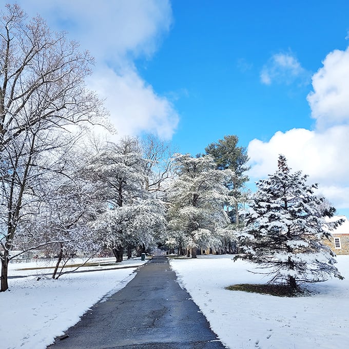 Winter's magical transformation turns Bellevue into a snow globe come to life. Even in January, these paths promise adventure for the properly bundled.