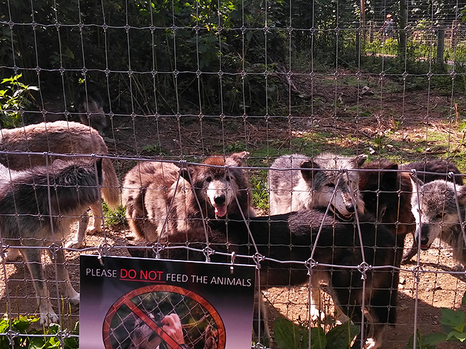 Even the wolves of Lititz know better than to turn down local cuisine. Though they seem more interested in meat than the town's famous pretzels.