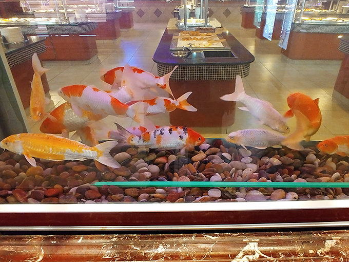 The fish tank isn't just decoration—it's dinner entertainment that thankfully isn't on the menu. Those koi are the only ones in the building not worried about portion control.