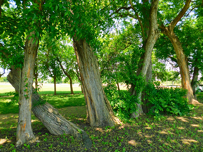 The Osage orange trees mentioned in the installation's full name provide natural framing and historical context to this uniquely Midwestern art experience. 
