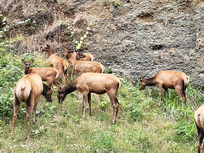 Real wildlife sighting! These Roosevelt elk remind visitors that not everything impressive in Klamath was built by humans.