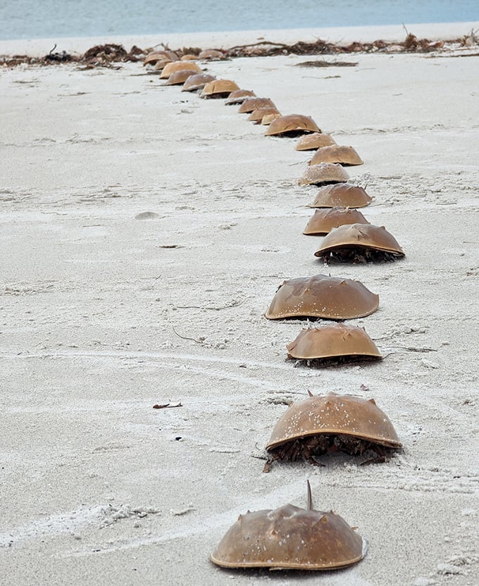 Prehistoric beach combers who've been shelling here longer than Florida's had air conditioning or good drivers.