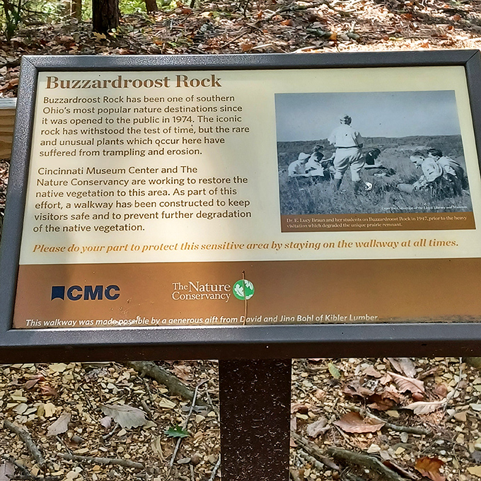 The informational signage reveals Buzzardroost's journey from hidden gem to protected landmark, preserving its magic for future generations.