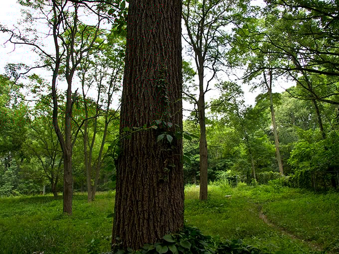 Towering oaks have witnessed decades of both ordinary grief and extraordinary tales. Their silent presence adds gravitas to this controversial woodland cemetery.