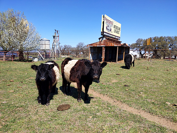 Even the livestock seem to be saying, "Welcome to the real Texas." These belted Galloways are the unofficial greeters of Trade Days.
