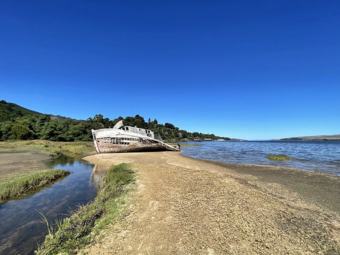 Morning light bathes the abandoned vessel in golden hues. Even in retirement, the Point Reyes boat knows how to make an entrance.