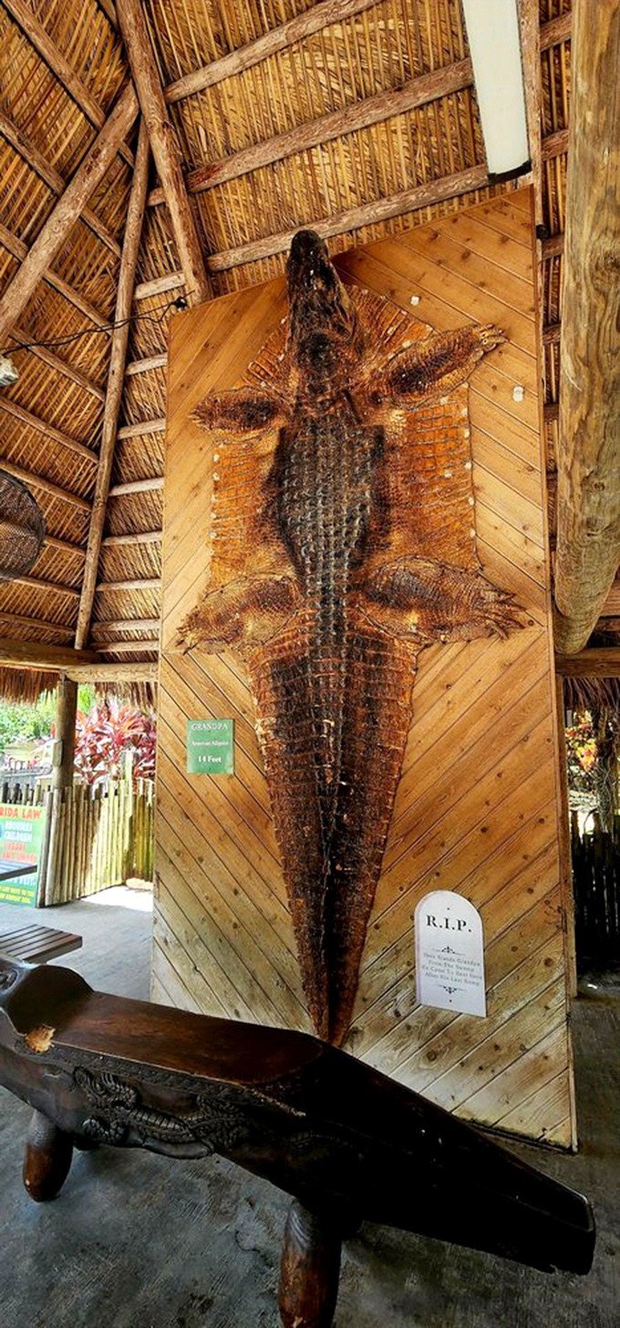 This preserved specimen lets you appreciate the intricate details without worrying about sudden movements or snapping jaws.