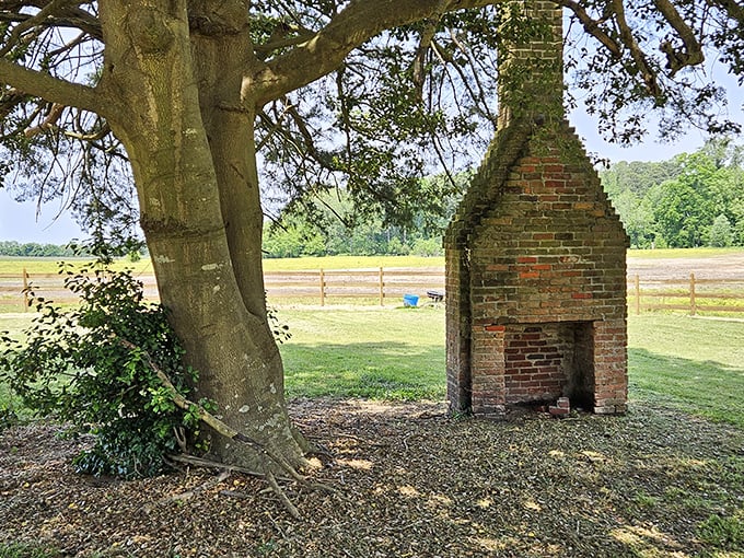 An ancient brick chimney stands as a solitary reminder of bygone days. Like finding the last puzzle piece of history under a magnificent old tree.