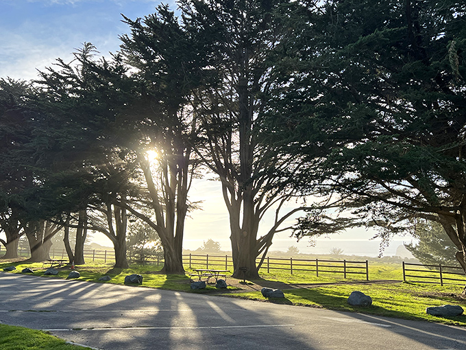 Morning fog plays hide-and-seek through Monterey pines, transforming an ordinary parking area into a mystical gateway to coastal adventures.