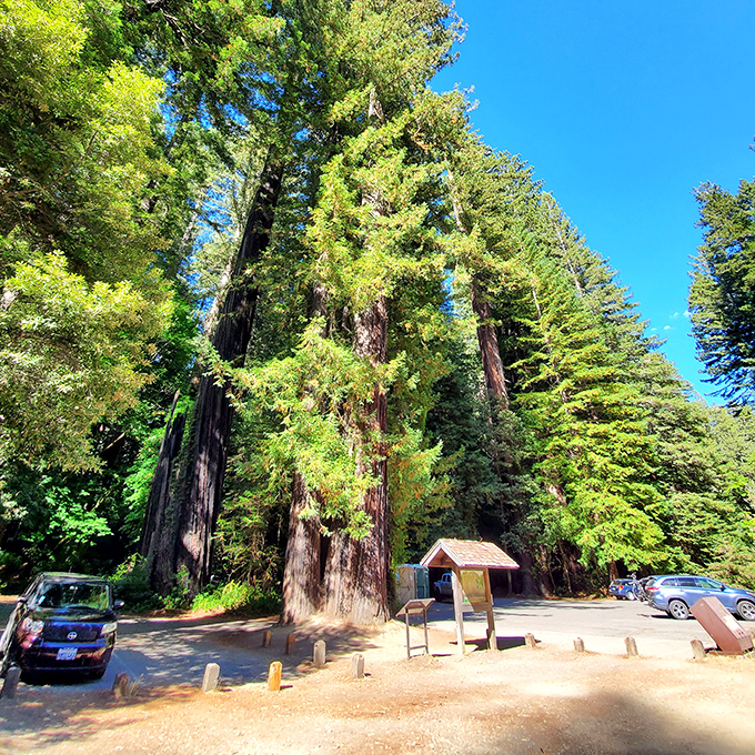 Parking among giants puts your vehicle in proper perspective. That sedan suddenly looks like a toy car next to nature's skyscrapers.