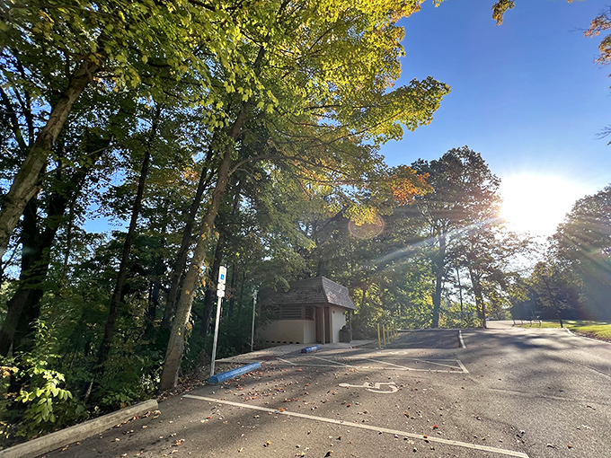 Morning light filters through autumn leaves, turning an ordinary parking area into a masterclass in natural lighting. 